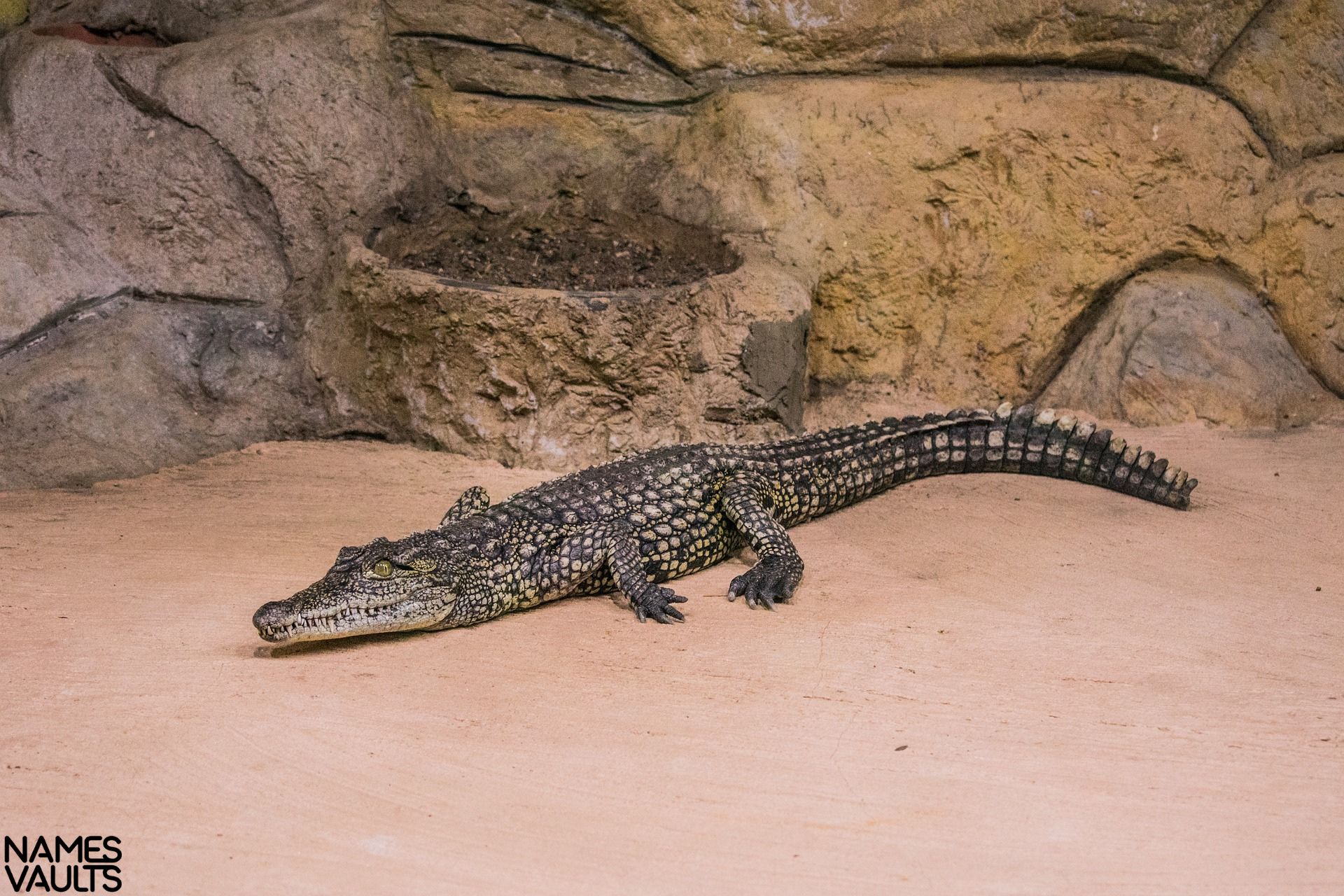 315+ Cool & Badass Alligator Names With Meanings - Names Vaults