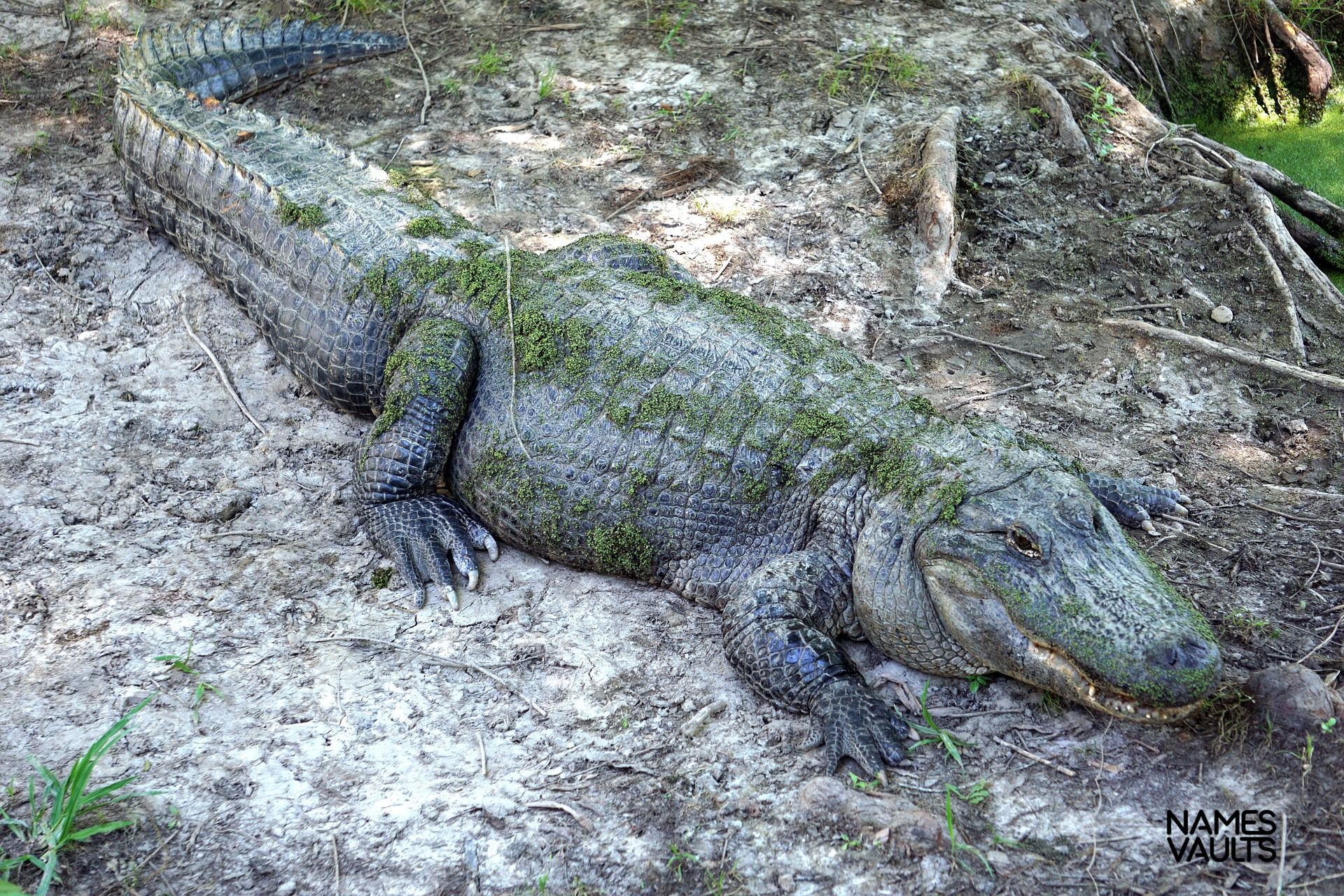 315+ Cool & Badass Alligator Names With Meanings - Names Vaults