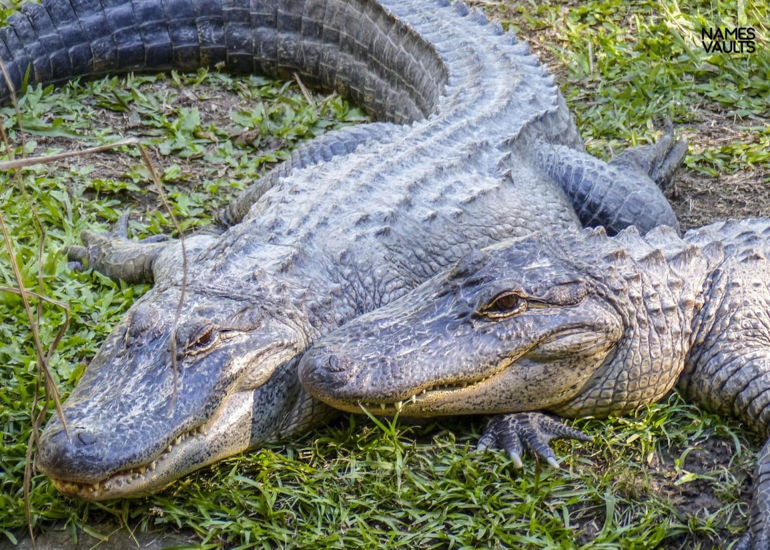 315+ Cool & Badass Alligator Names With Meanings - Names Vaults