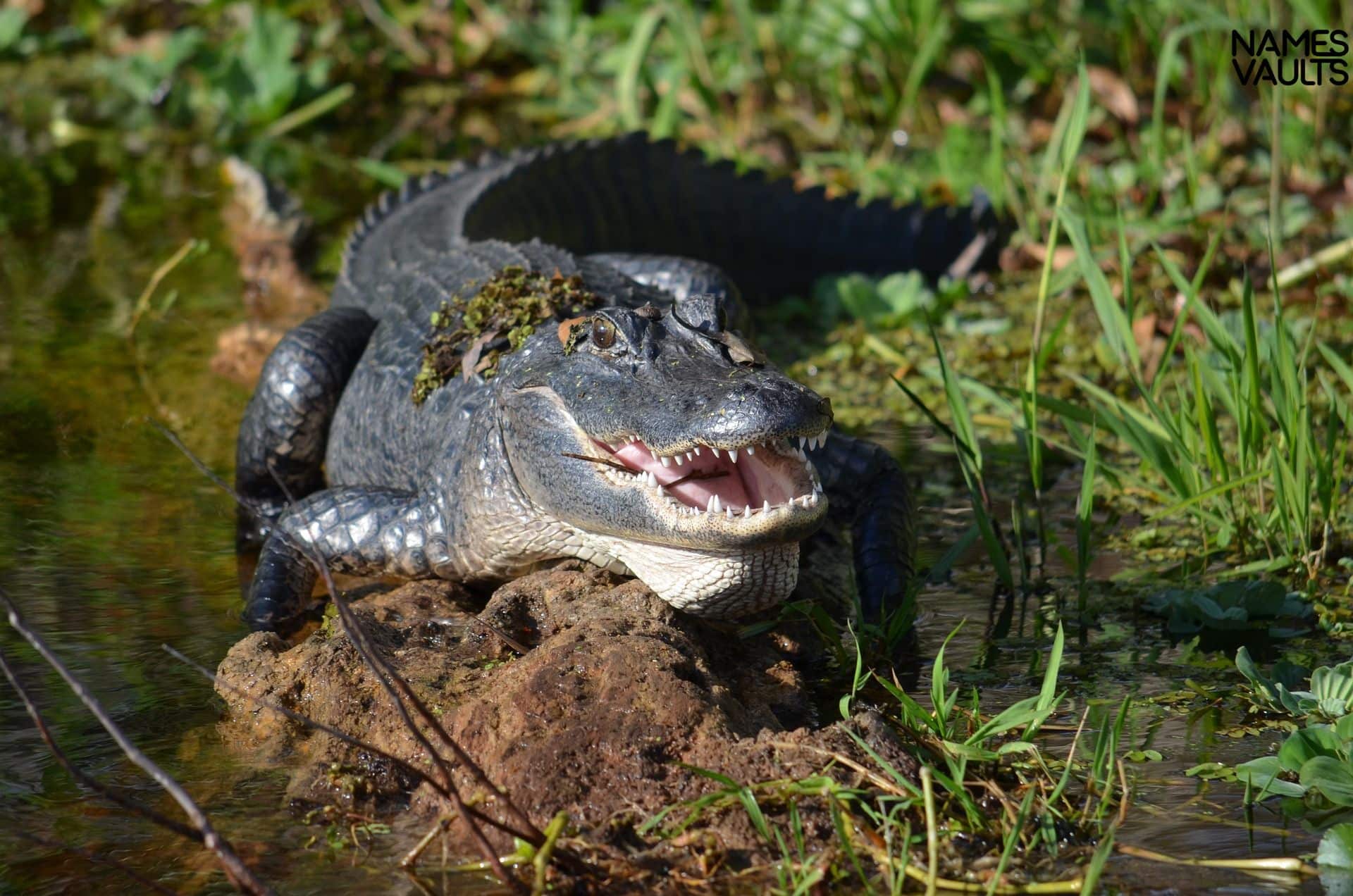 315+ Cool & Badass Alligator Names With Meanings - Names Vaults