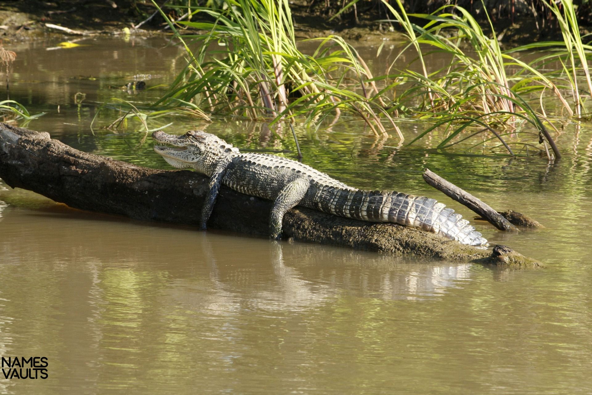 315+ Cool & Badass Alligator Names With Meanings - Names Vaults