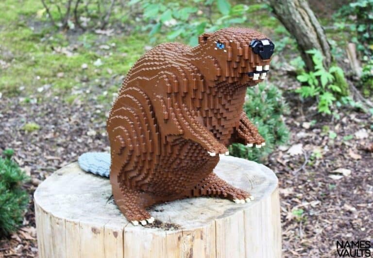 370+ Catchy & Unique Beaver Names [Meaningful Ideas] - Names Vaults