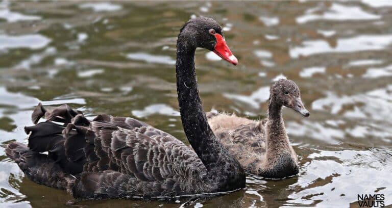 382+ Cool & Catchy Swan Names [Meaningful Ideas] - Names Vaults