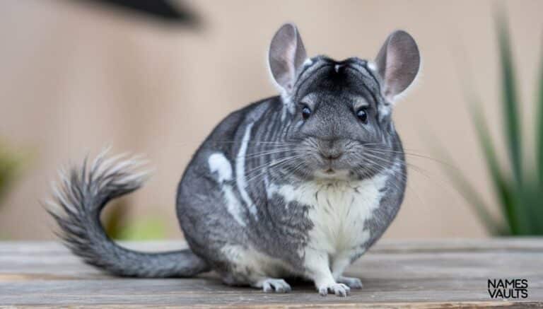 Chinchilla Names With Meanings [417+ Cute Ideas] - Names Vaults