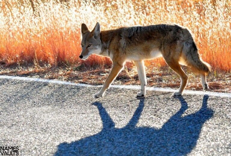 335+ Unique Coyote Names [Cool & Meaningful Ideas] - Names Vaults