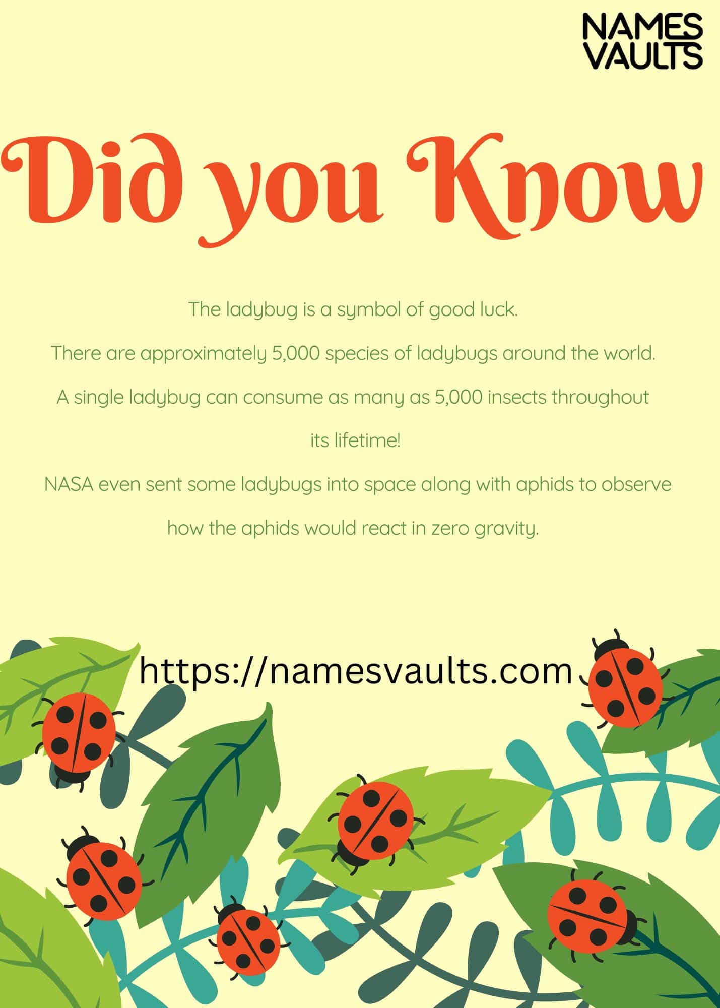 Unique & Cute Ladybug Names [270+ Meaningful Ideas] - Names Vaults