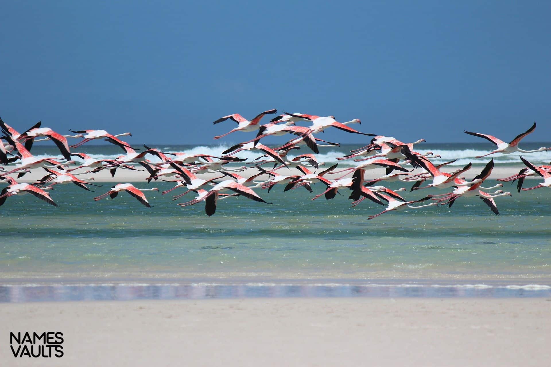 330+ Cool Flamingo Names [Unique & Meaningful Ideas] - Names Vaults