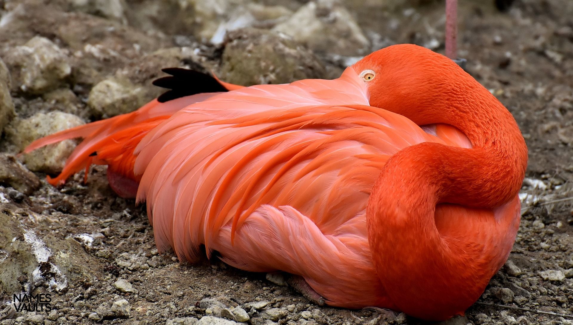 330+ Cool Flamingo Names [Unique & Meaningful Ideas] - Names Vaults
