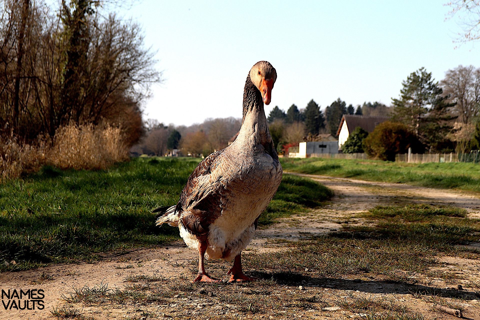 Best Goose Names With Meaning [360+ Ideas] - Names Vaults