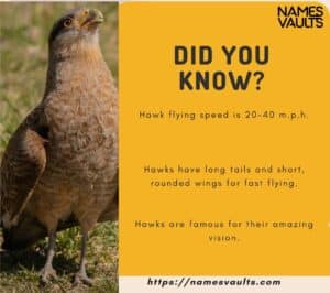 305+ Cool & Catchy Hawk Names With Meanings - Names Vaults