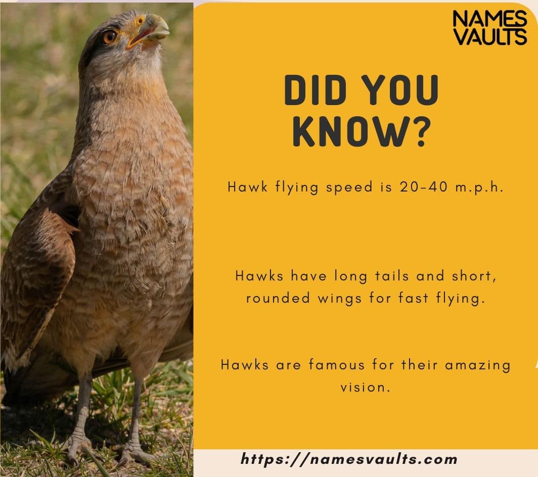 305+ Cool & Catchy Hawk Names With Meanings - Names Vaults