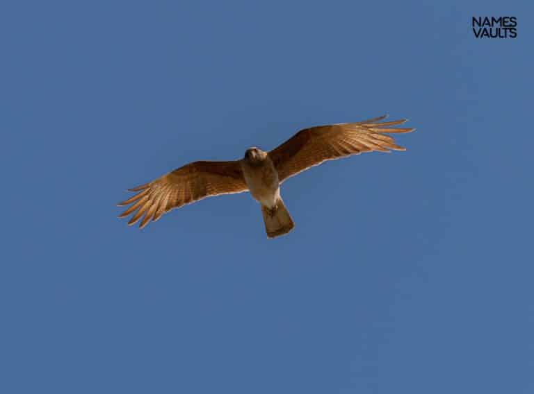 305+ Cool & Catchy Hawk Names With Meanings - Names Vaults