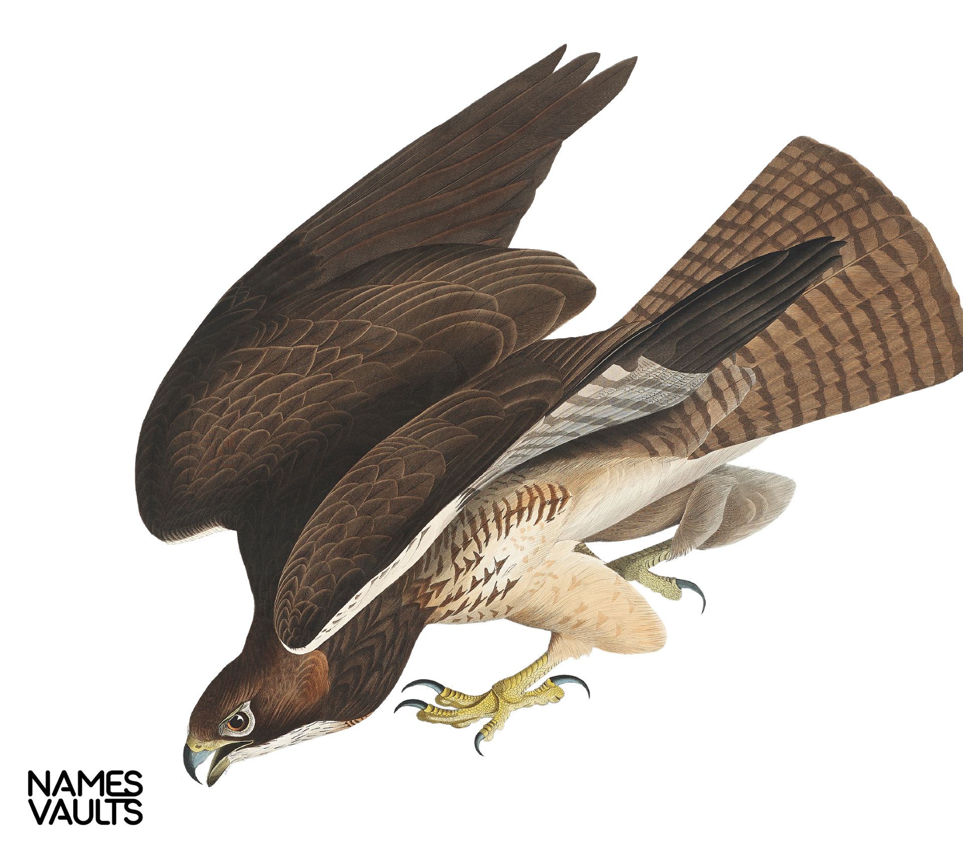 305+ Cool & Catchy Hawk Names With Meanings - Names Vaults