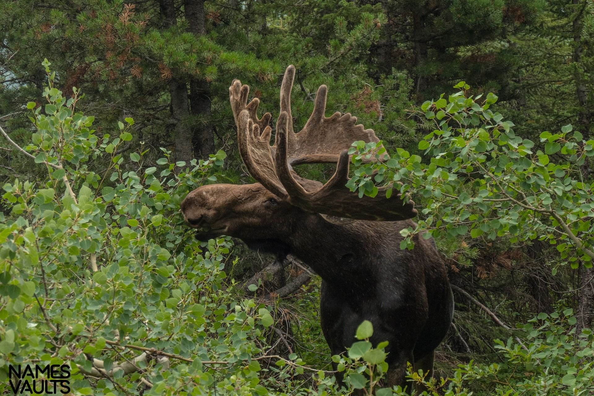 370+ Best Moose Names with Meaning - Names Vaults
