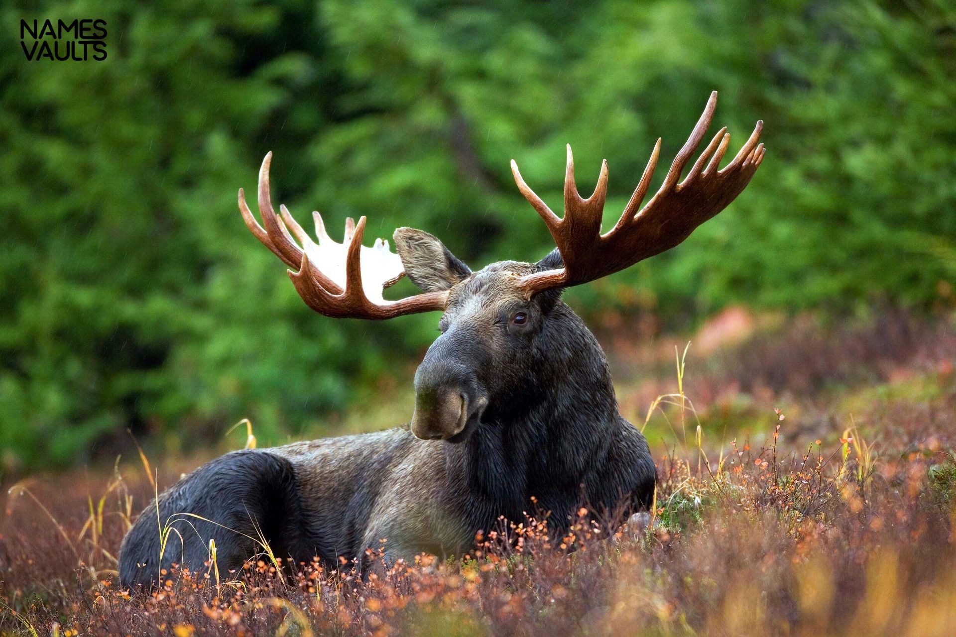 370+ Best Moose Names with Meaning - Names Vaults