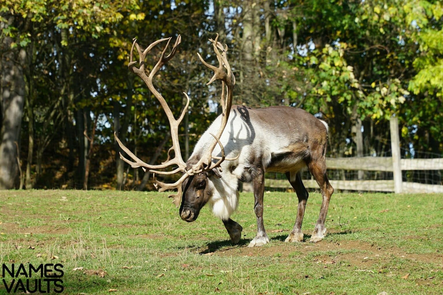 370+ Best Moose Names with Meaning - Names Vaults