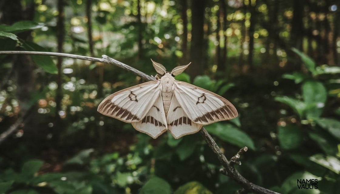 260+ Moth Names with Meanings - Names Vaults