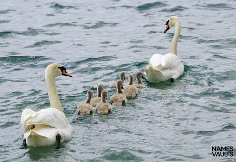382+ Cool & Catchy Swan Names [Meaningful Ideas] - Names Vaults