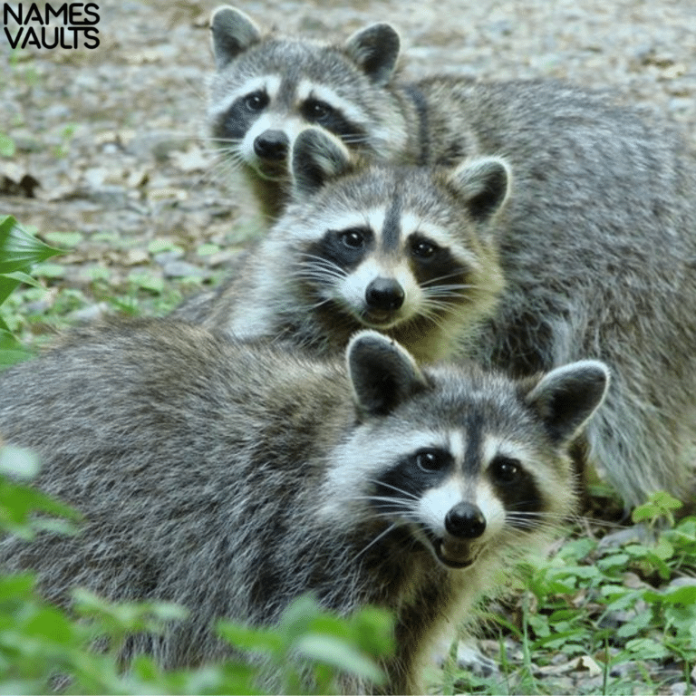 380+ Cute & Cool Raccoon Names [Fun & Meaningful Ideas] - Names Vaults