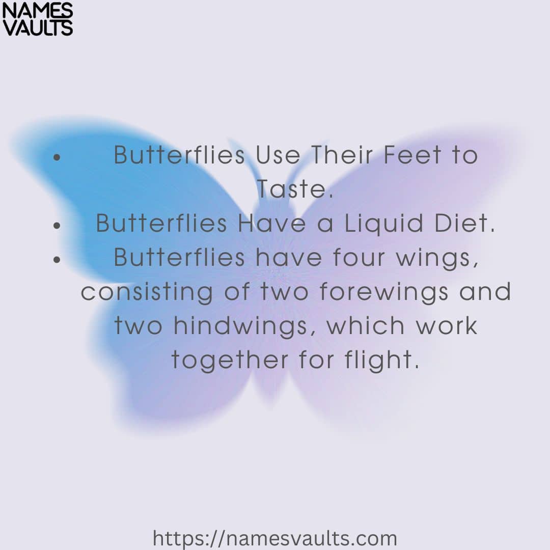 347+ Butterfly Names: Cute, and Cool Ideas - Names Vaults