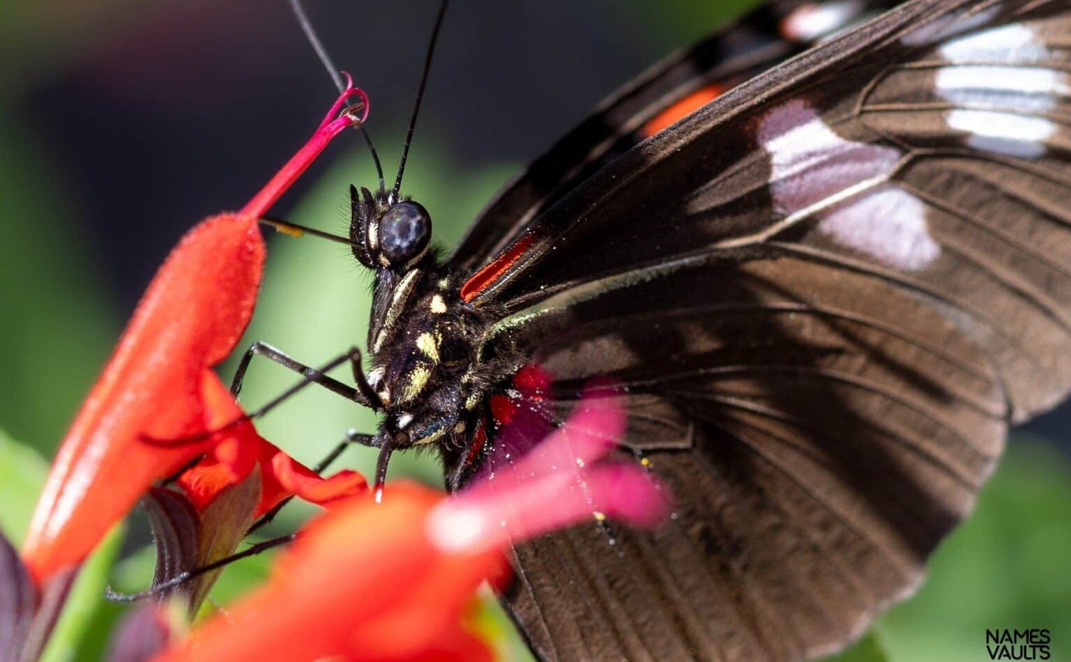 347+ Butterfly Names: Cute, and Cool Ideas - Names Vaults