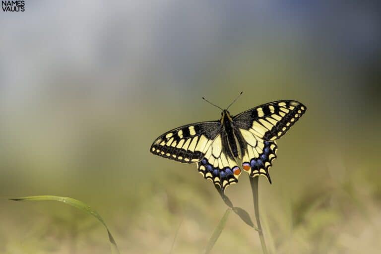 347+ Butterfly Names: Cute, and Cool Ideas - Names Vaults