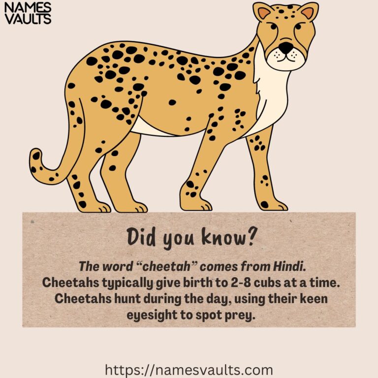 314+ Cheetah Names with Meaning - Names Vaults