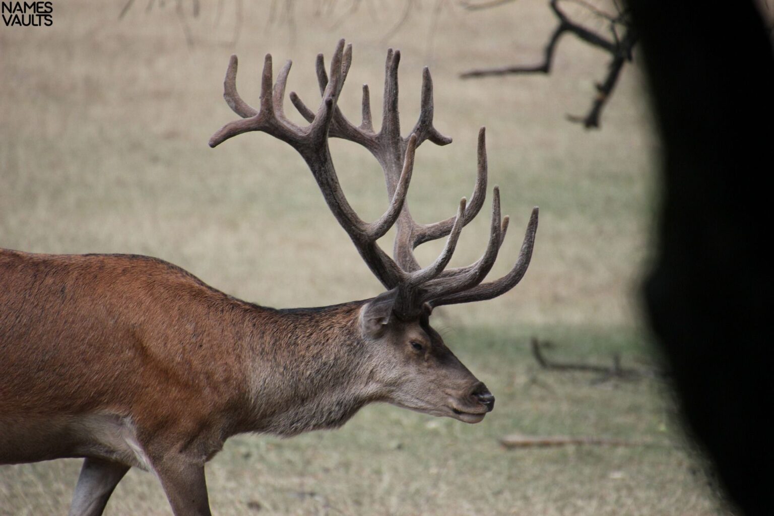 302+ Cute Deer Names with Meaning - Names Vaults