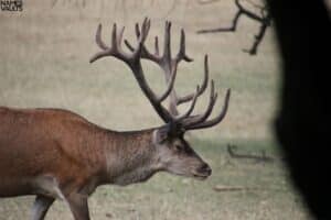 302+ Cute Deer Names with Meaning - Names Vaults