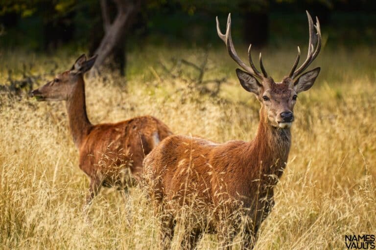 302+ Cute Deer Names with Meaning - Names Vaults