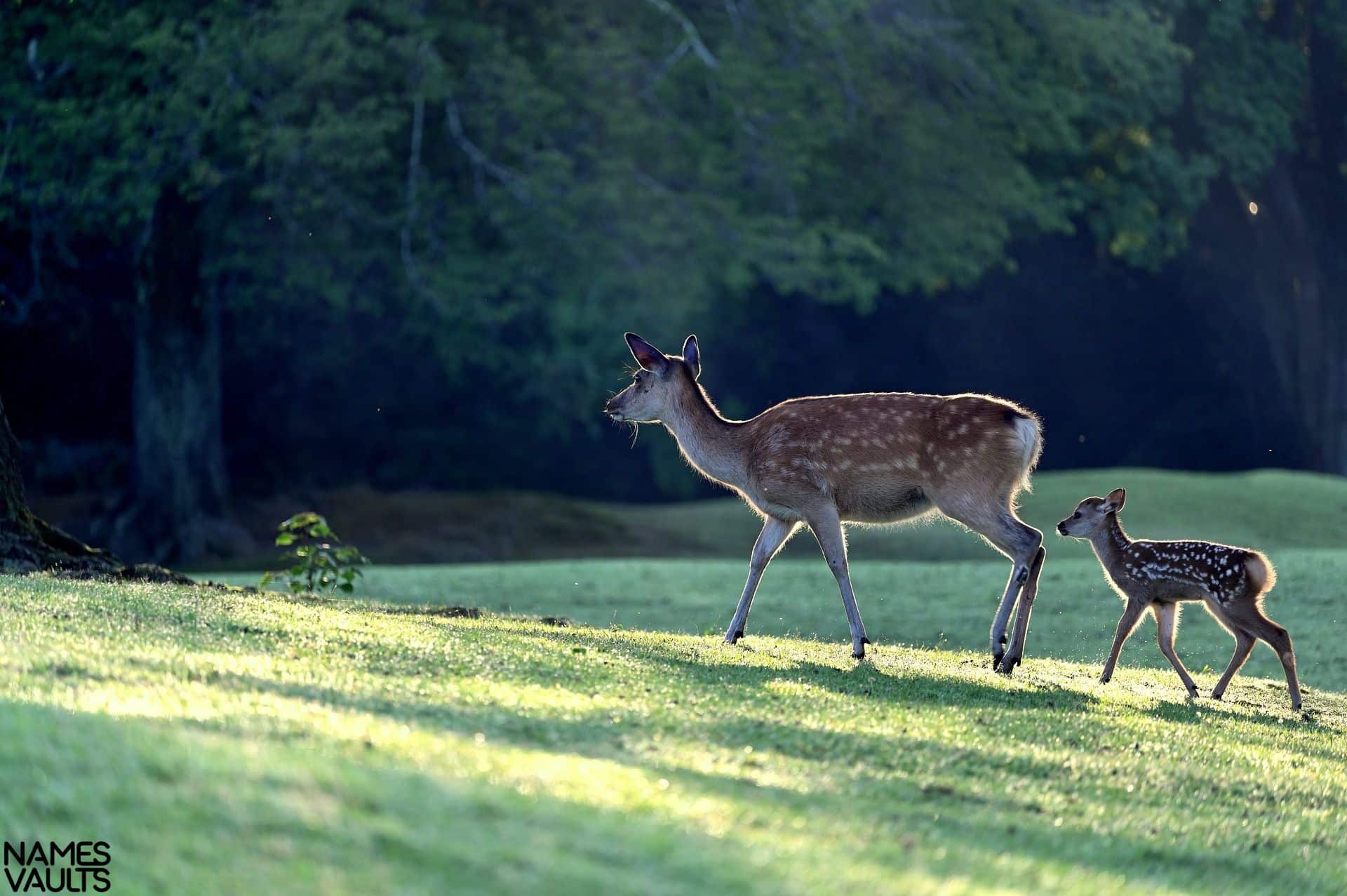 302+ Cute Deer Names with Meaning - Names Vaults