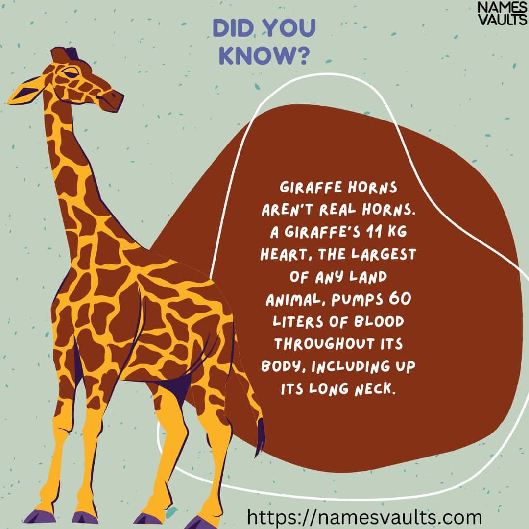 307+ Giraffe Names with Meaning - Names Vaults