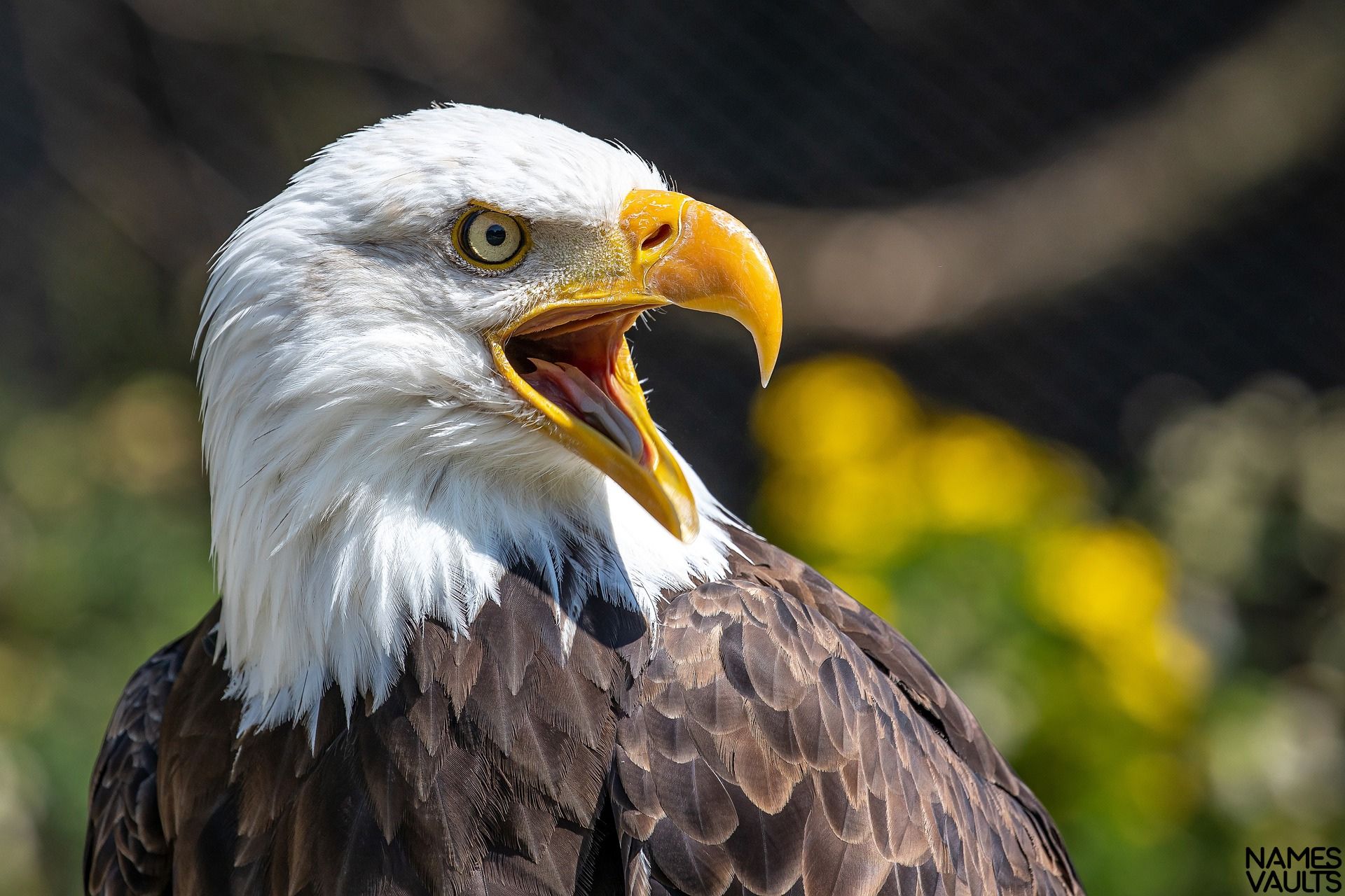 424+ Best Eagle Names & Meanings - Names Vaults