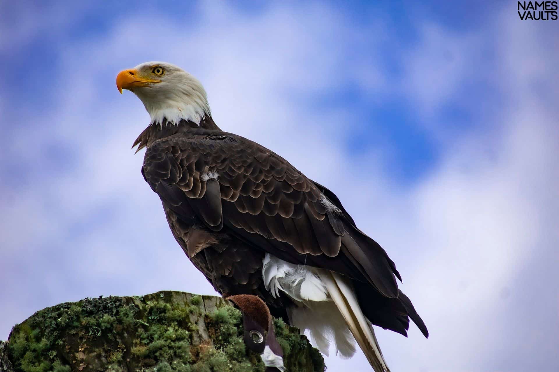 424+ Best Eagle Names & Meanings - Names Vaults