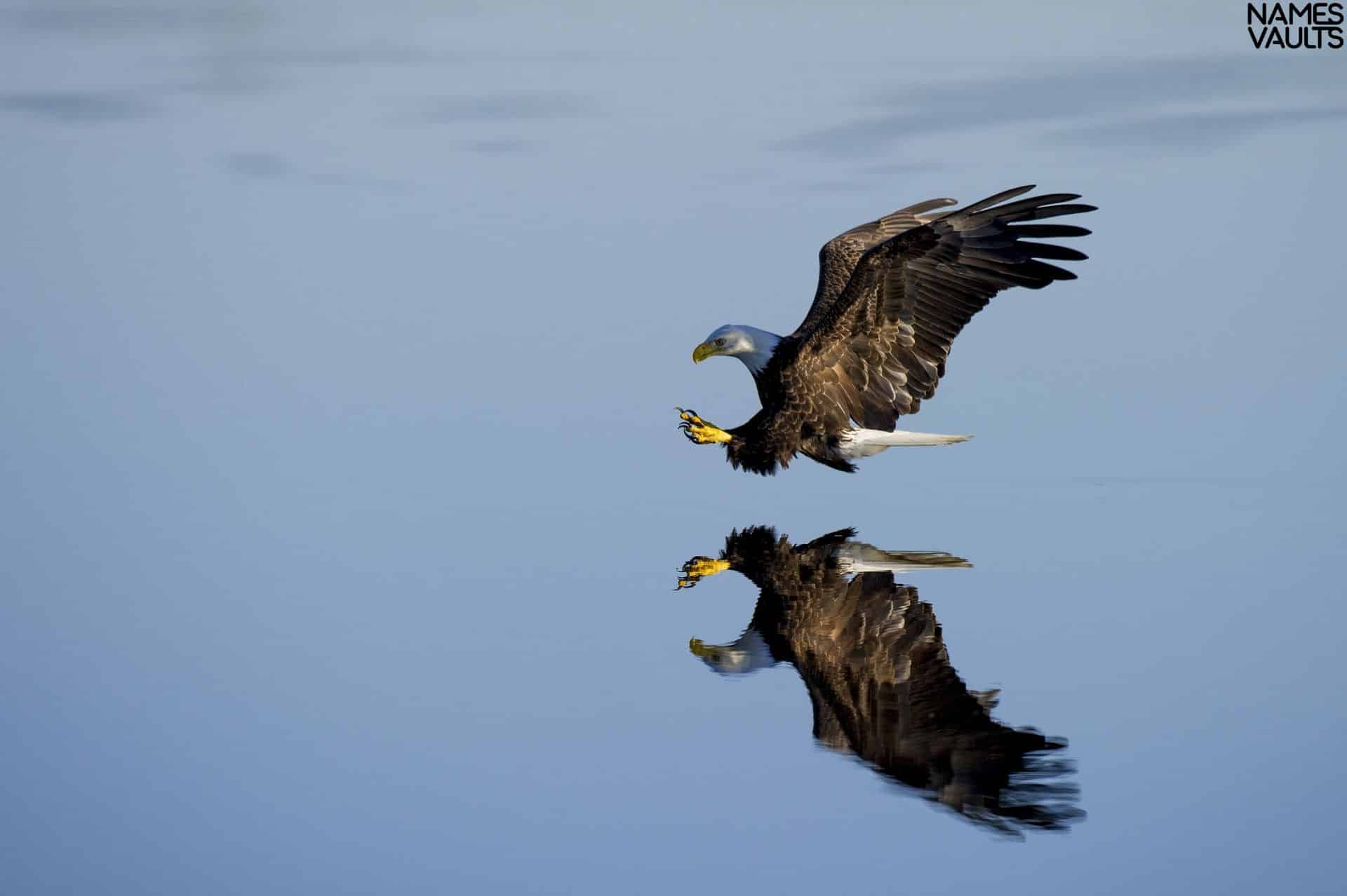 424+ Best Eagle Names & Meanings - Names Vaults