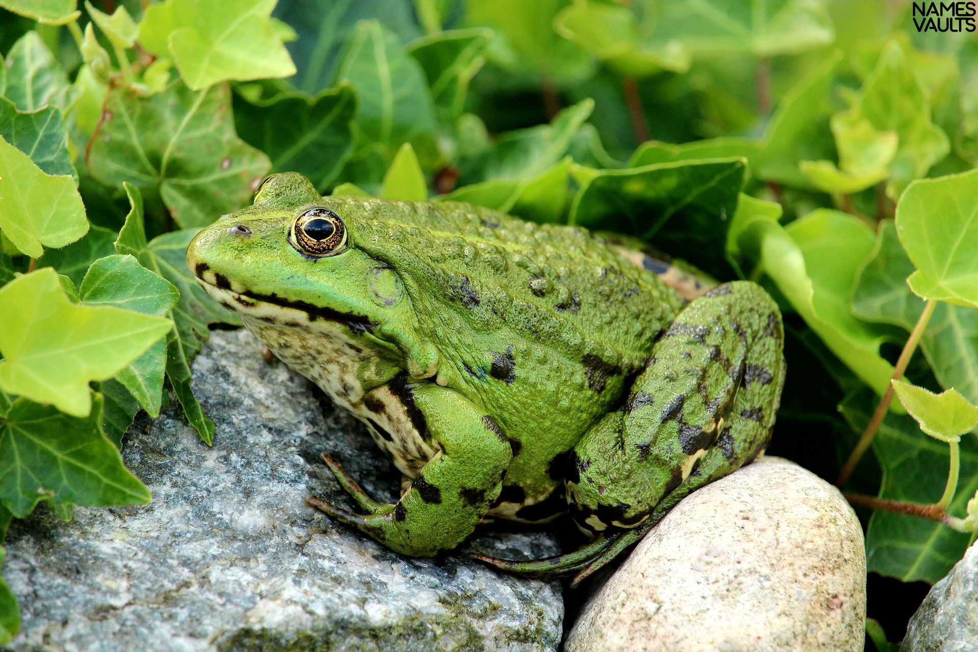 733+ Unique Frog Names (Best Ideas) - Names Vaults