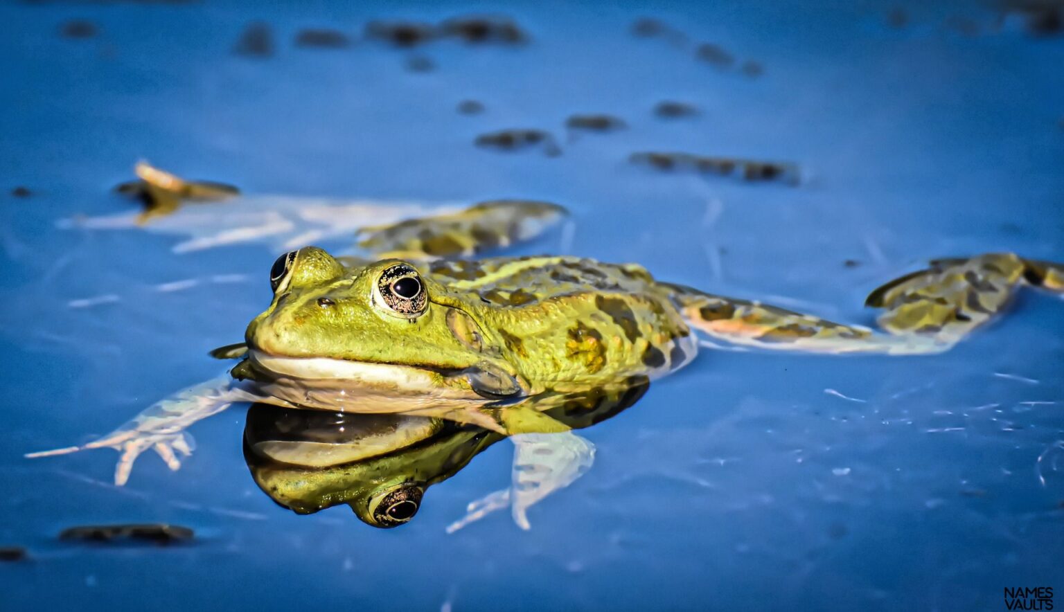 733+ Unique Frog Names (Best Ideas) - Names Vaults