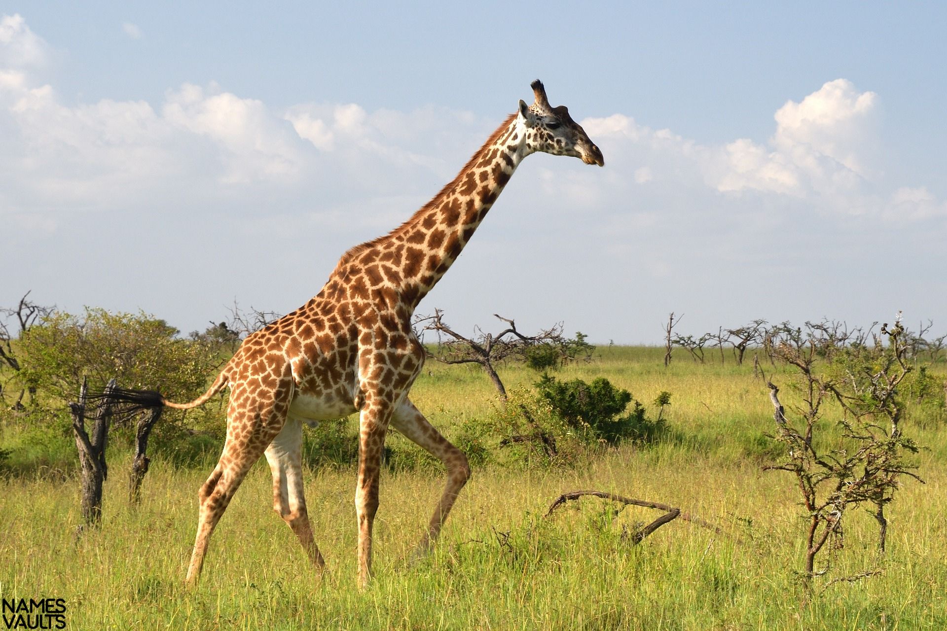 307+ Giraffe Names with Meaning - Names Vaults