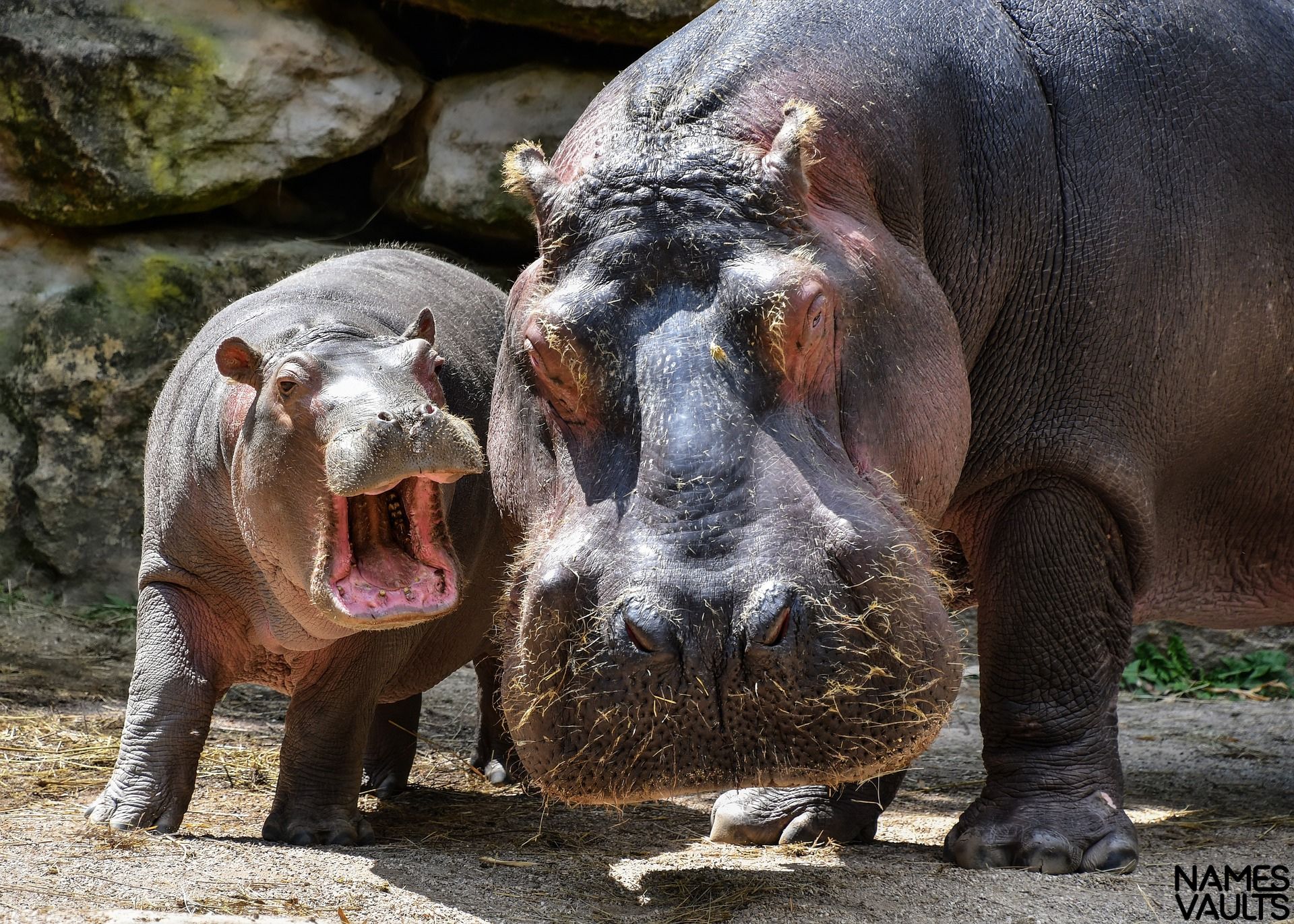 297+ Hippo Names with Meaning - Names Vaults