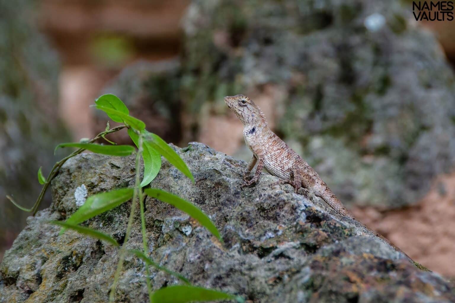 620+ Creative Lizard Names - Names Vaults