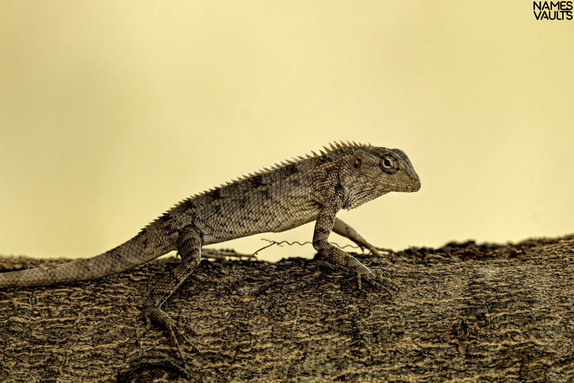 620+ Creative Lizard Names - Names Vaults