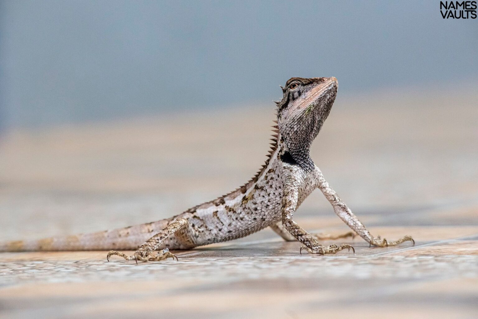 620+ Creative Lizard Names - Names Vaults