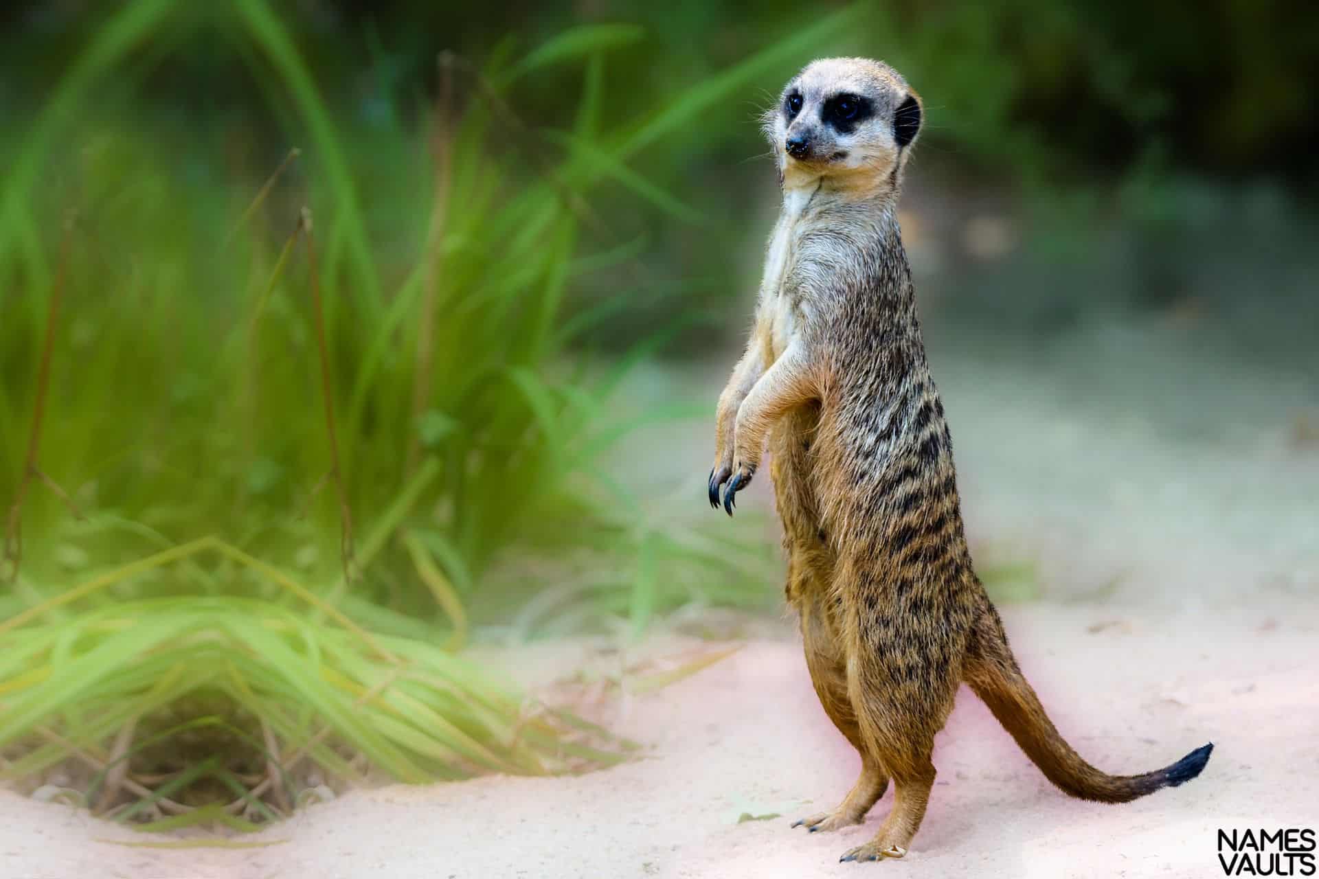 256+ Meerkat Names With Meanings [Cute Ideas] - Names Vaults