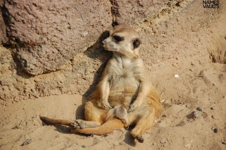 256+ Meerkat Names With Meanings [Cute Ideas] - Names Vaults