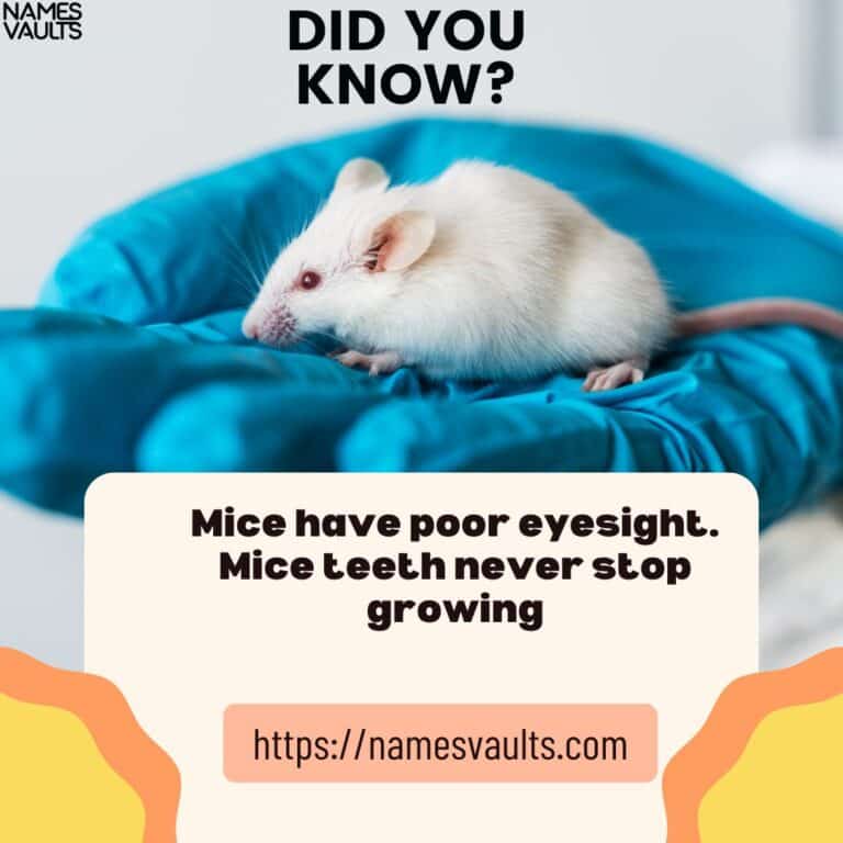301+ Mouse Names with Meanings - Names Vaults