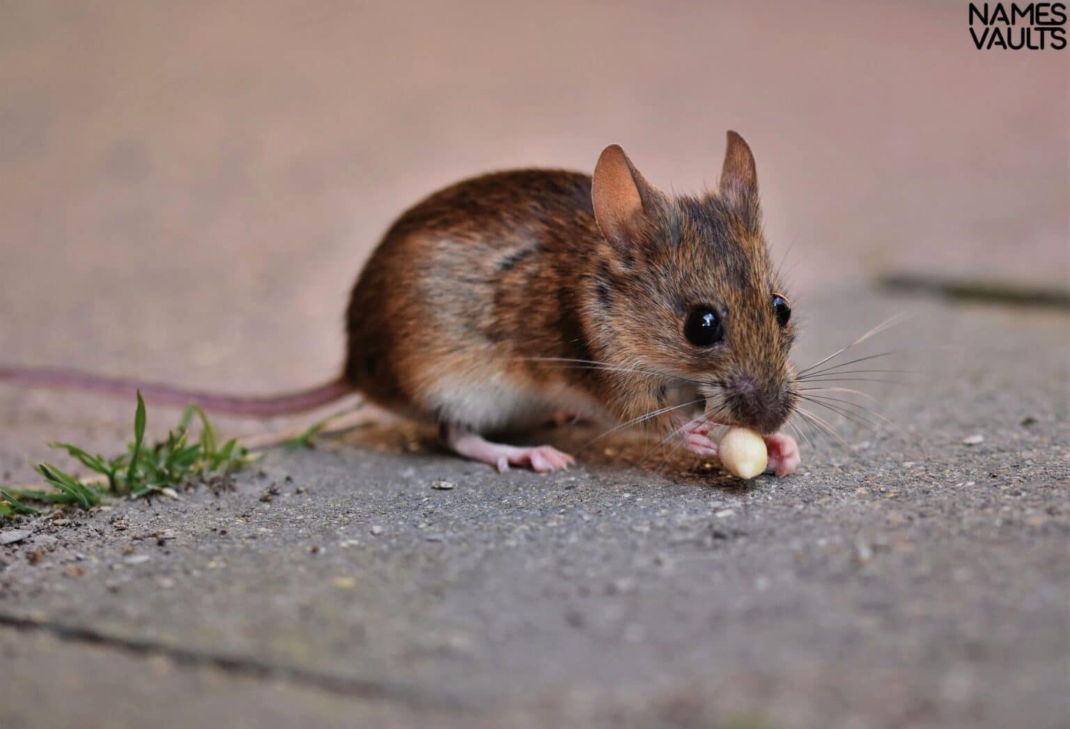 301+ Mouse Names with Meanings - Names Vaults