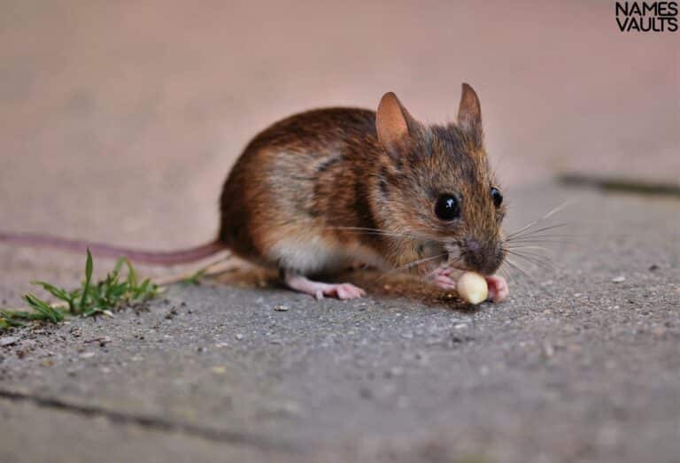 301+ Mouse Names with Meanings - Names Vaults