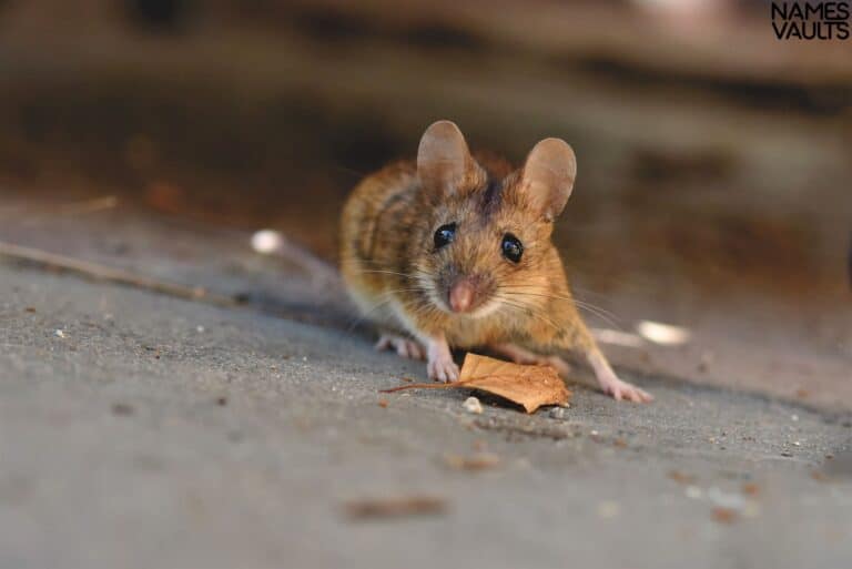 301 Mouse Names With Meanings Names Vaults