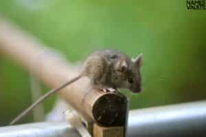 301+ Mouse Names with Meanings - Names Vaults