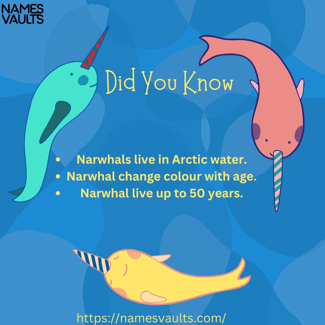 296+ Cute & Funny Narwhal Names with Meanings - Names Vaults